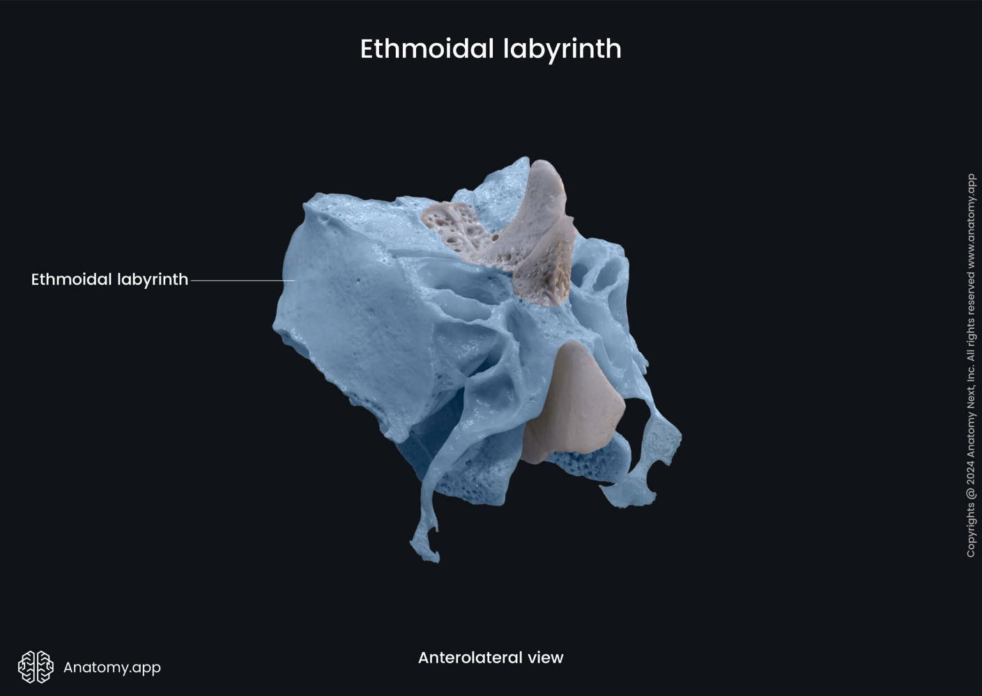 Ethmoidal labyrinth | Anatomy.app