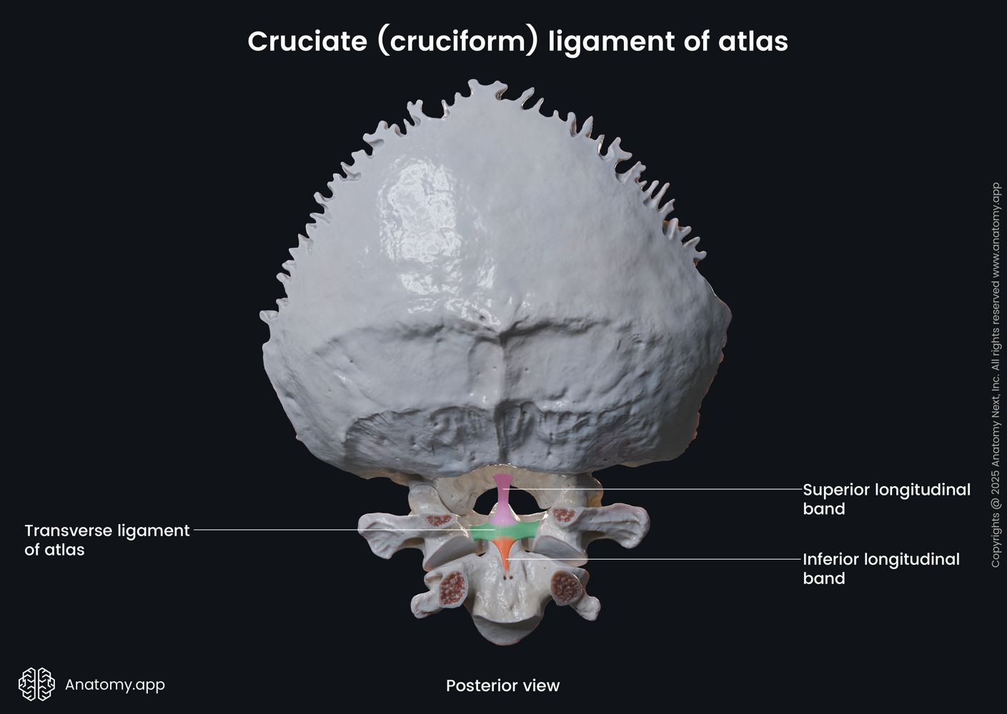 Cruciate (cruciform) ligament of atlas | Anatomy.app