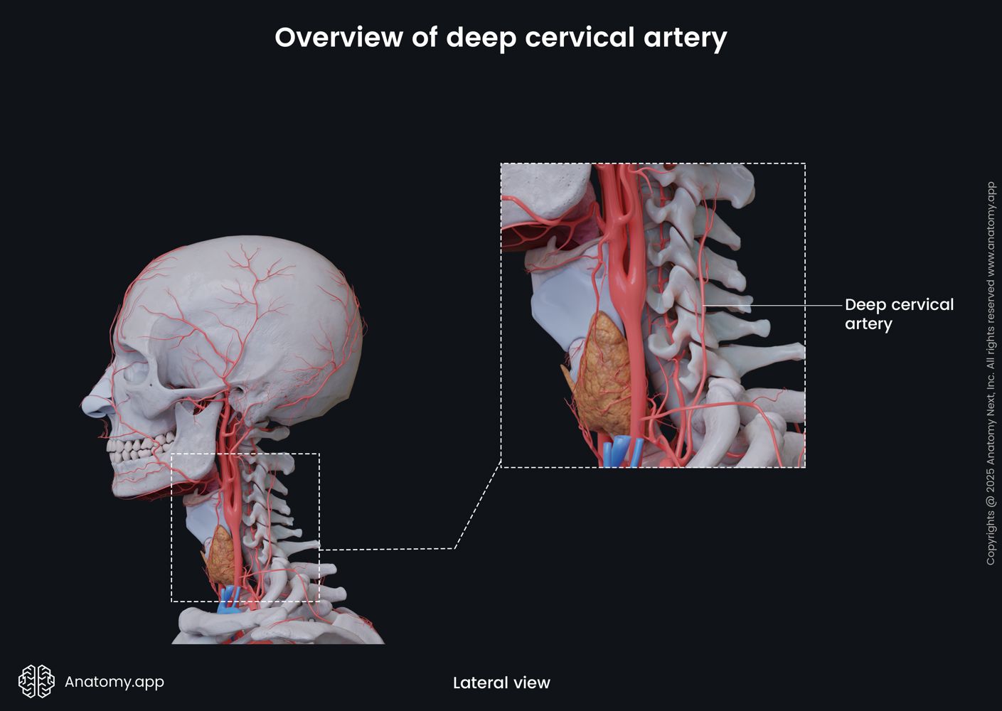 Overview of deep cervical artery | Anatomy.app