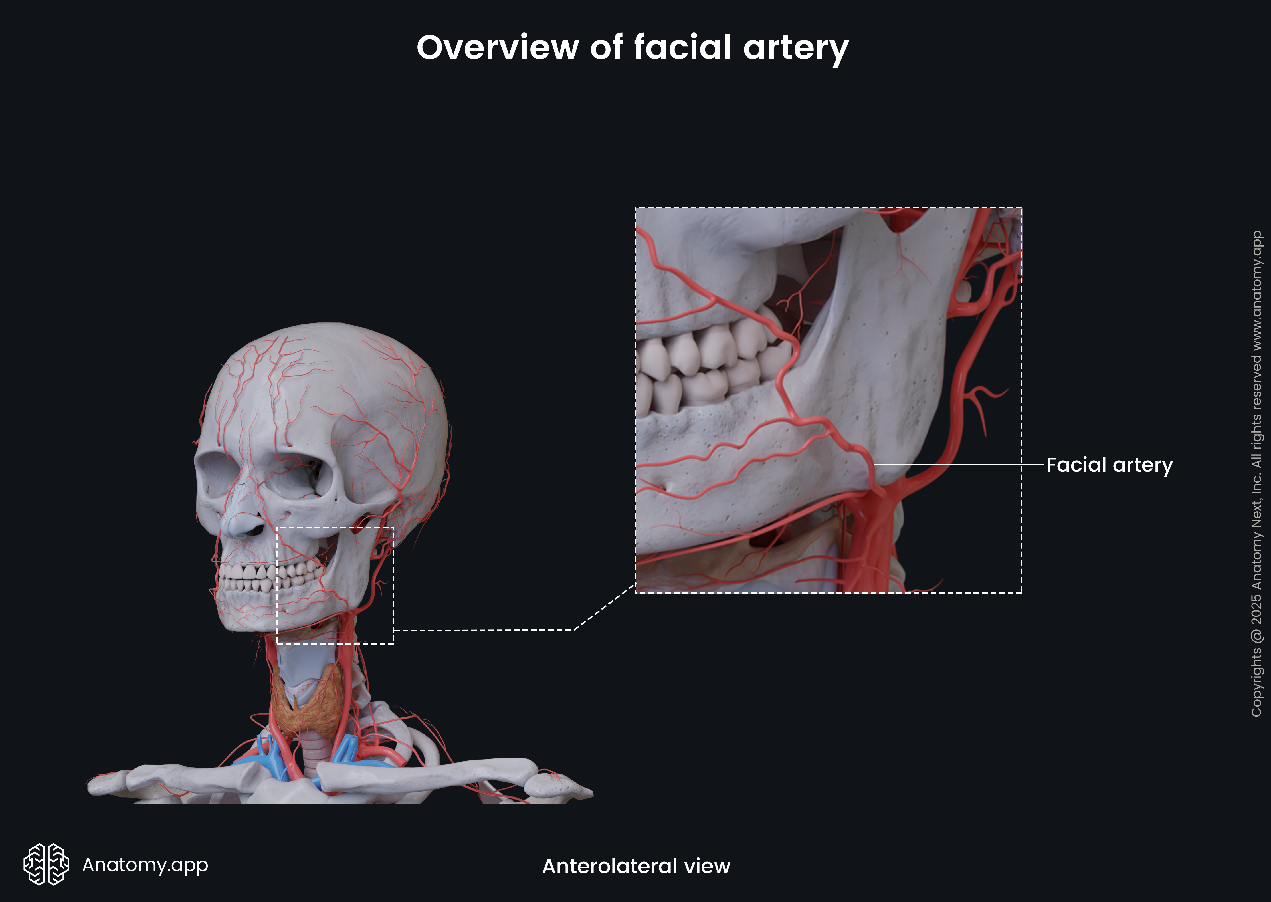 Facial Artery Facial Artery Anatomy Notes | Johari MBBS Lectures Share