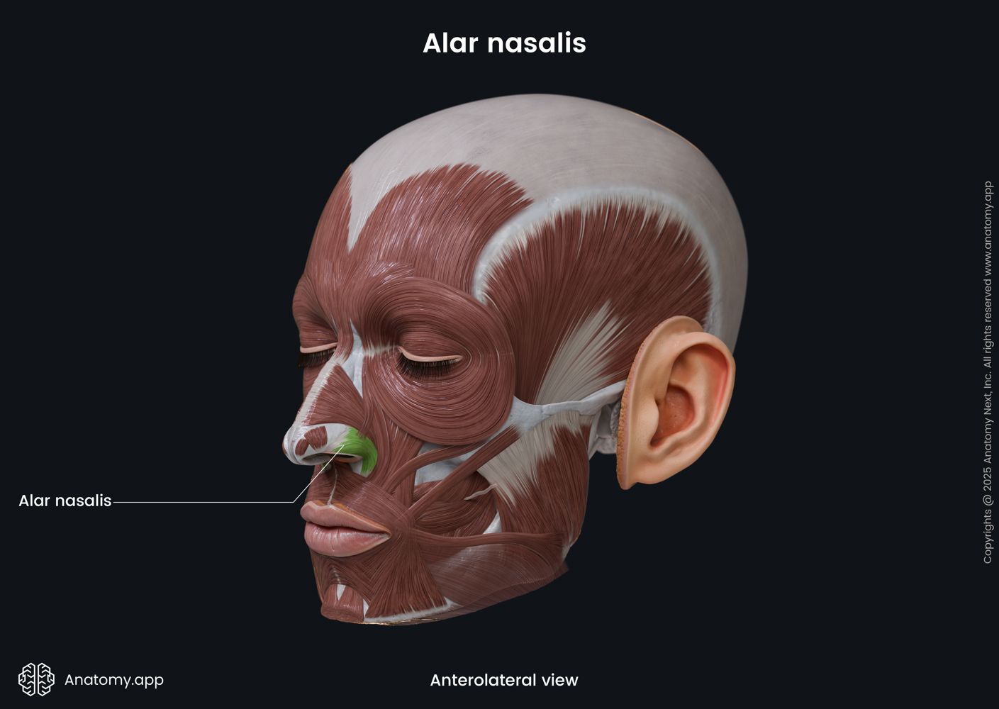 Alar nasalis (anterolateral view) | Anatomy.app