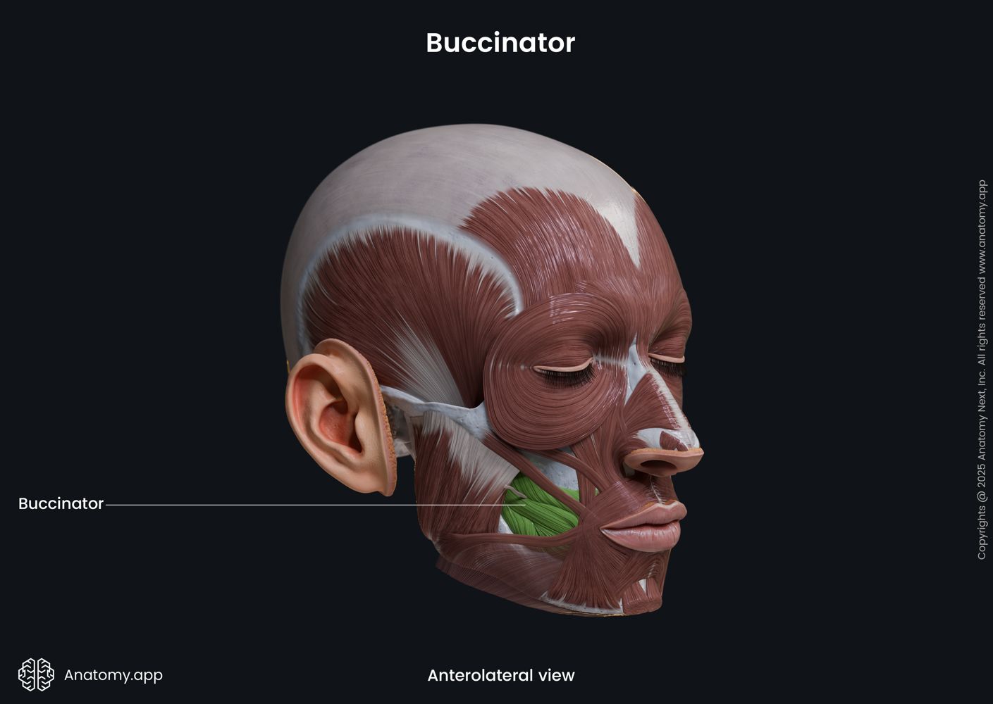 Buccinator (anterolateral view) | Anatomy.app