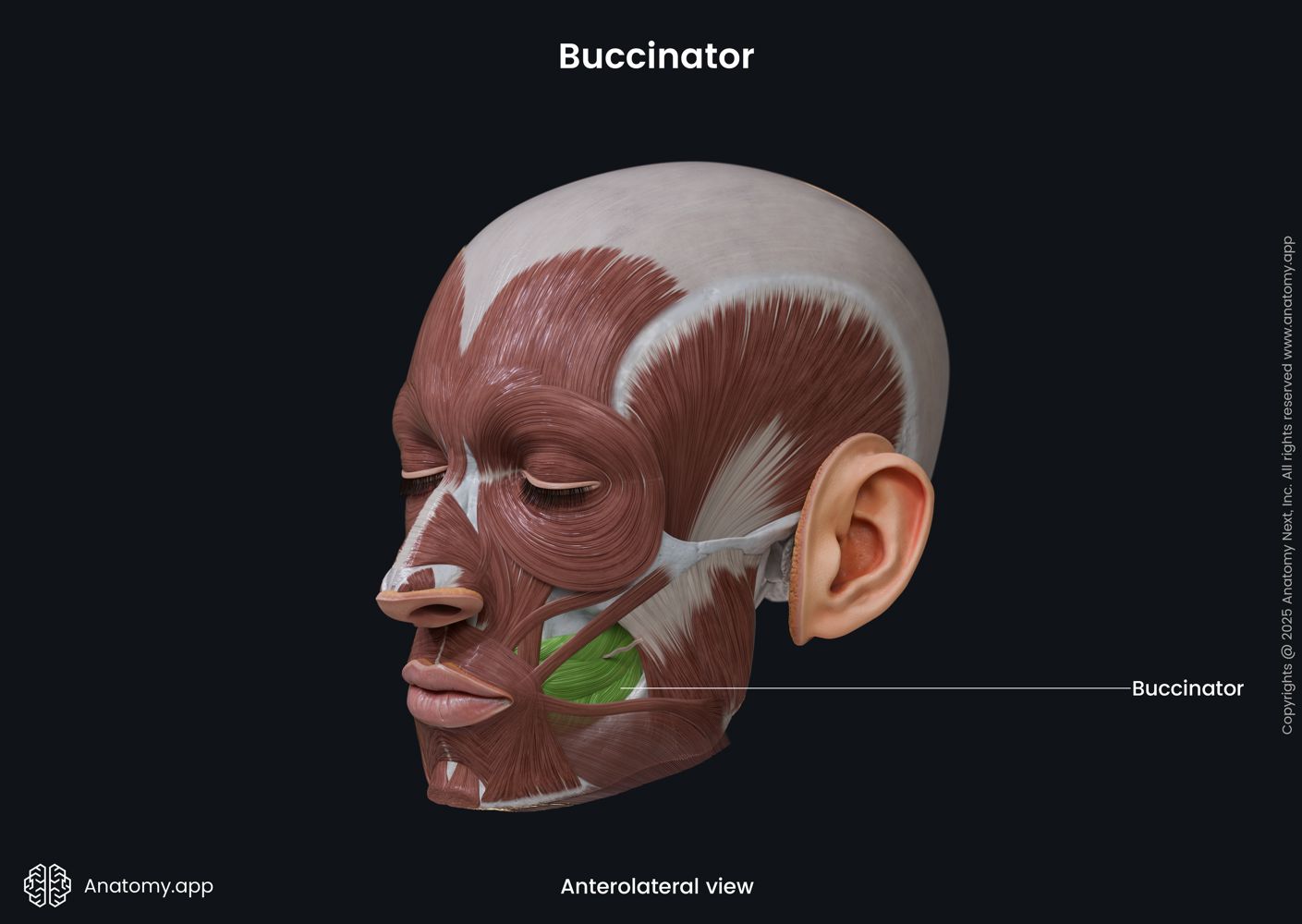 Buccinator (anterolateral view) | Anatomy.app