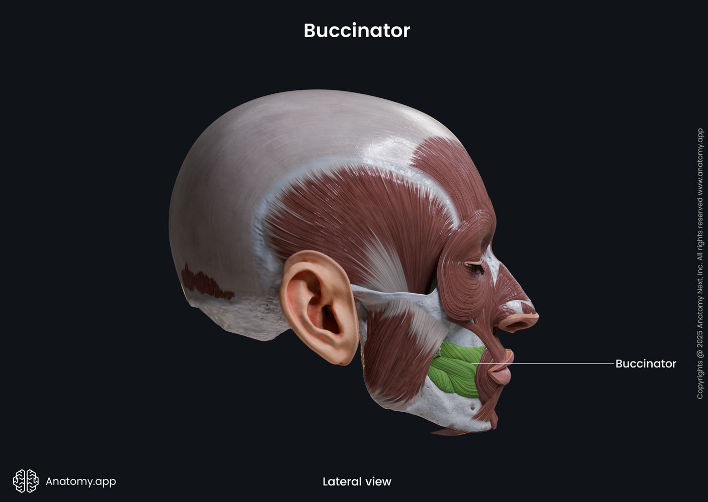 Buccinator (lateral view) | Anatomy.app