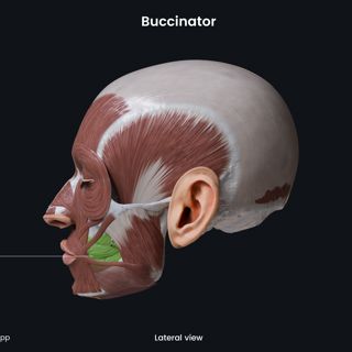Ileum overview | Anatomy.app