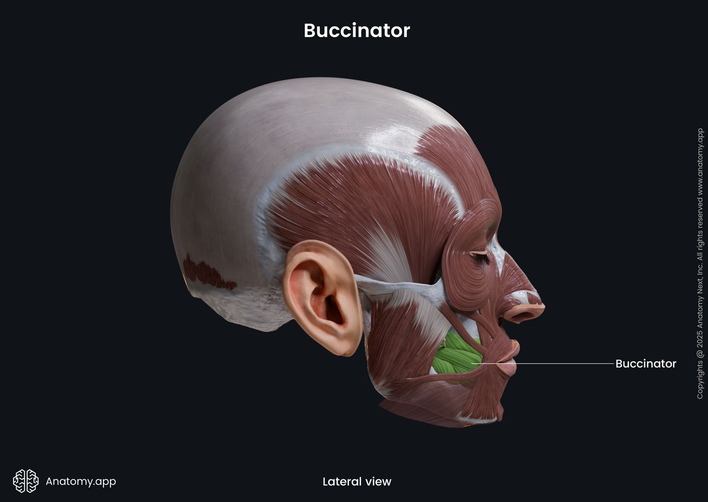 Buccinator (lateral view) | Anatomy.app