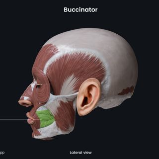 Ileum overview | Anatomy.app