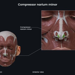 Transverse nasalis (lateral view) | Anatomy.app