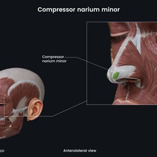 Nasalis (anterolateral view) | Anatomy.app