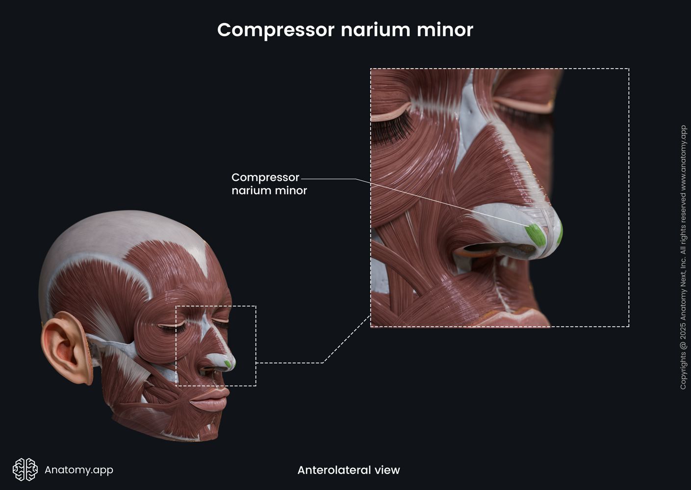 Compressor narium minor (anterolateral view) | Anatomy.app