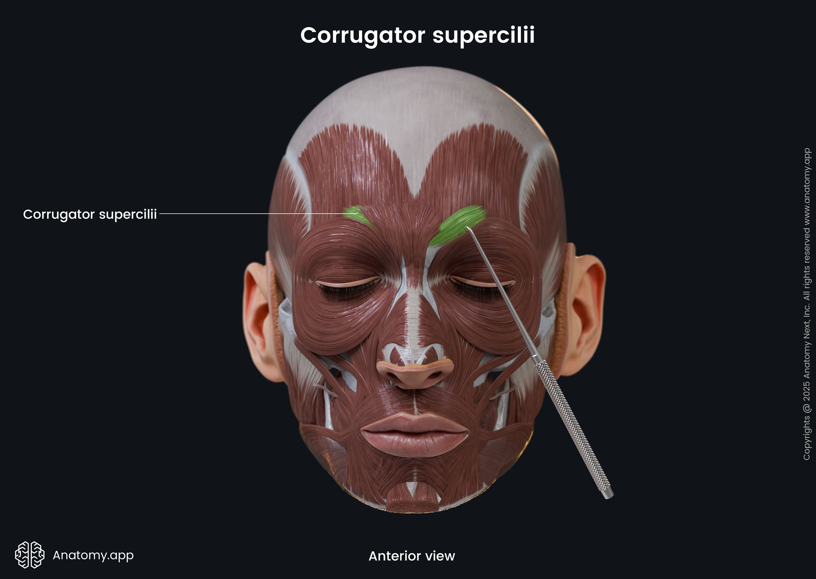 Corrugator supercilii | Anatomy.app