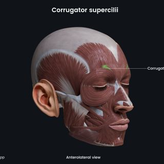 Corrugator supercilii (anterolateral view) | Anatomy.app