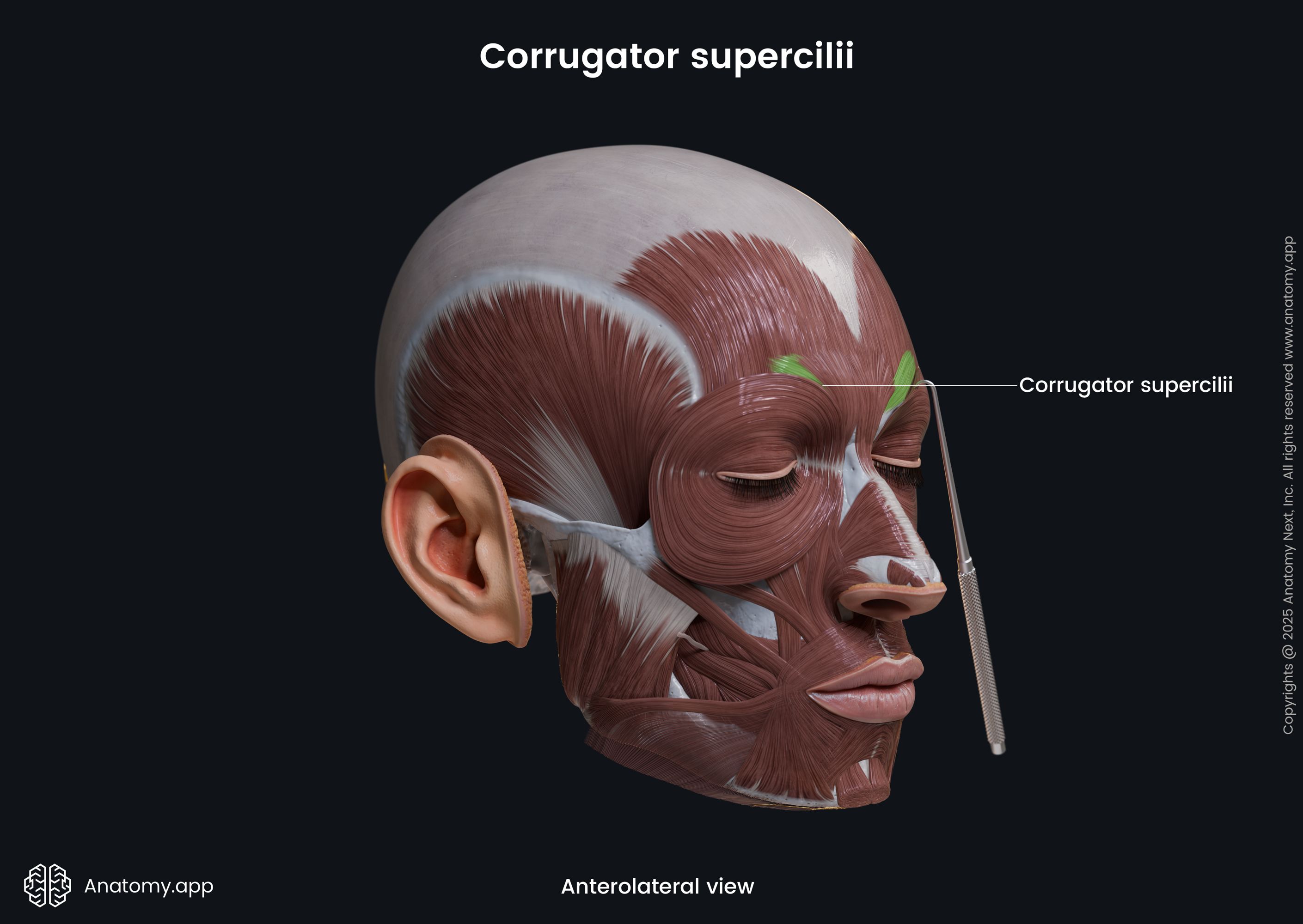 Corrugator supercilii | Anatomy.app