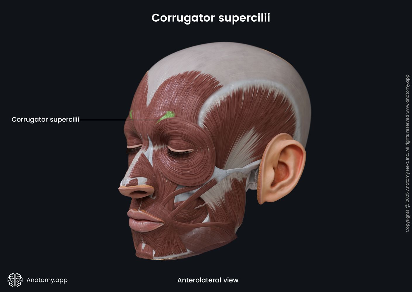 Corrugator supercilii (anterolateral view) | Anatomy.app