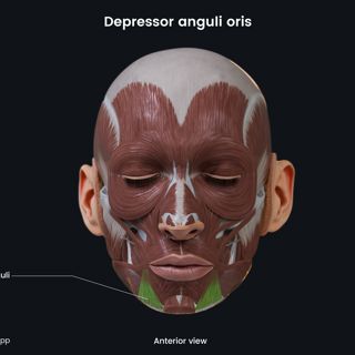 Levator anguli oris (anterior view) | Anatomy.app