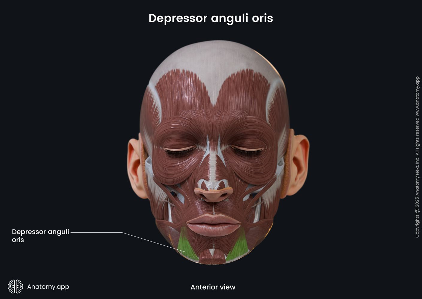 Depressor anguli oris (anterior view) | Anatomy.app