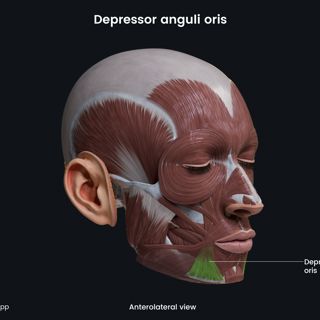 Depressor anguli oris (anterior view) | Anatomy.app