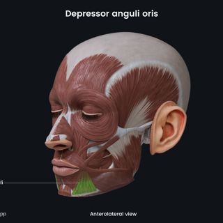 Depressor anguli oris (anterolateral view) | Anatomy.app