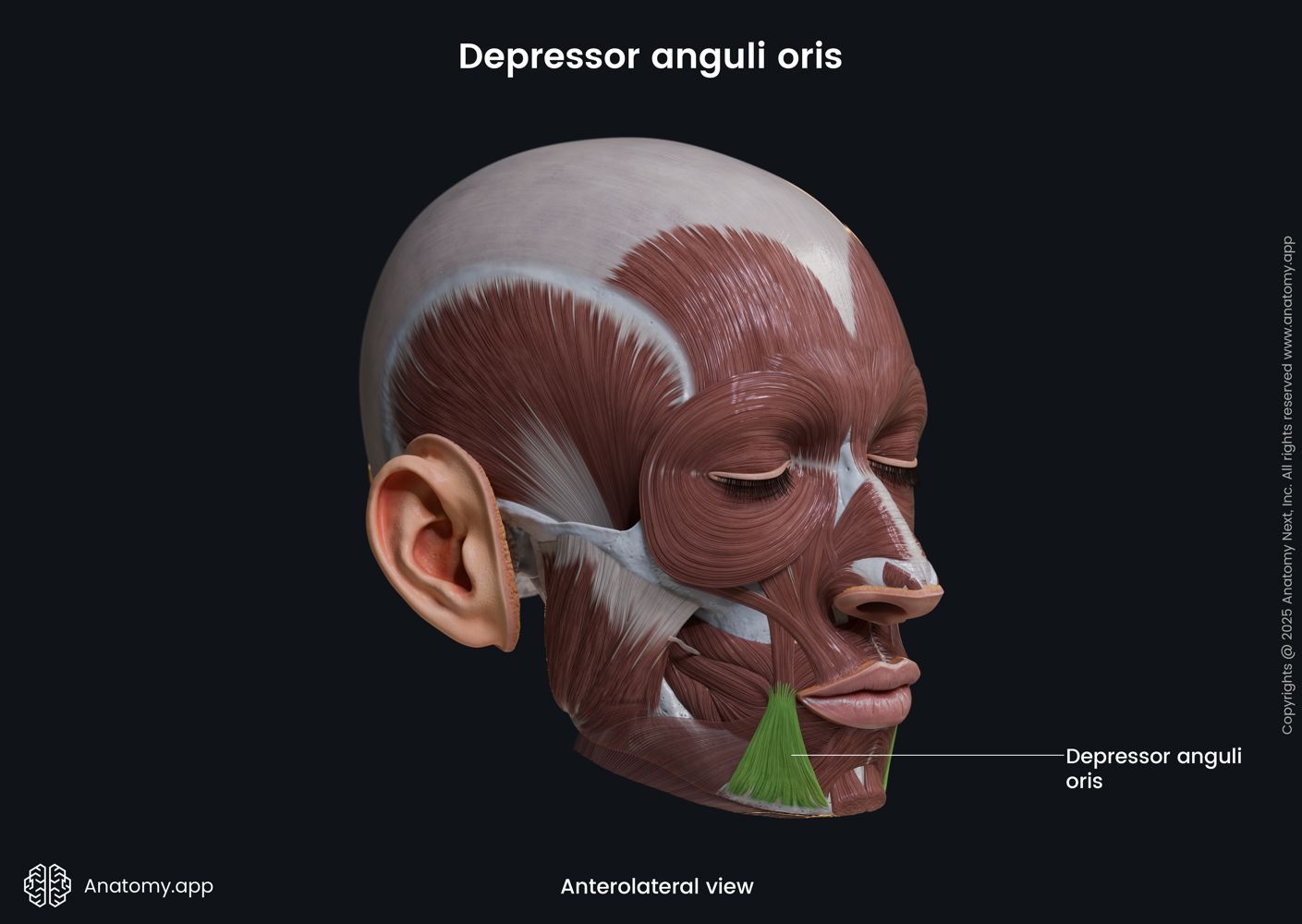 Depressor anguli oris (anterolateral view) | Anatomy.app