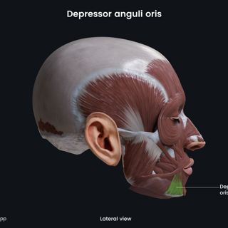 Overview of superficial facial fats | Anatomy.app
