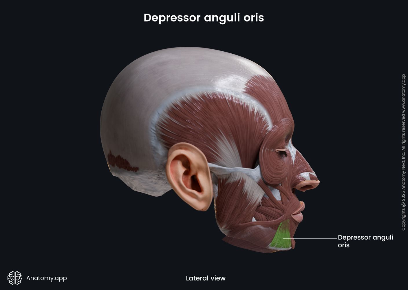 Depressor anguli oris (lateral view) | Anatomy.app