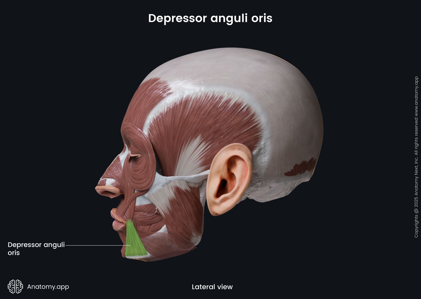 Depressor anguli oris (lateral view) | Anatomy.app