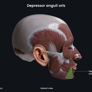 Recti muscles | Anatomy.app