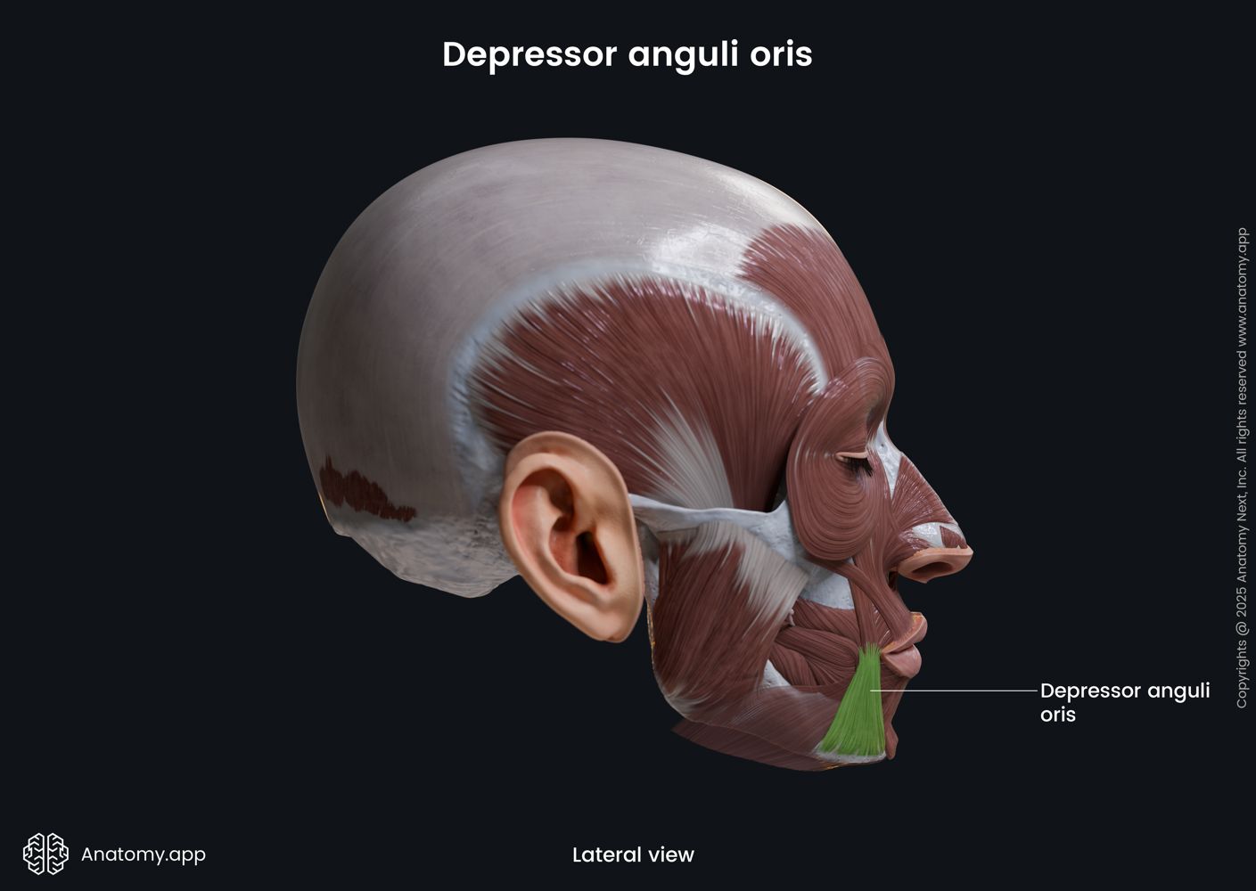 Depressor anguli oris (lateral view) | Anatomy.app