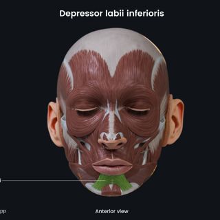 Depressor labii inferioris (anterior view) | Anatomy.app