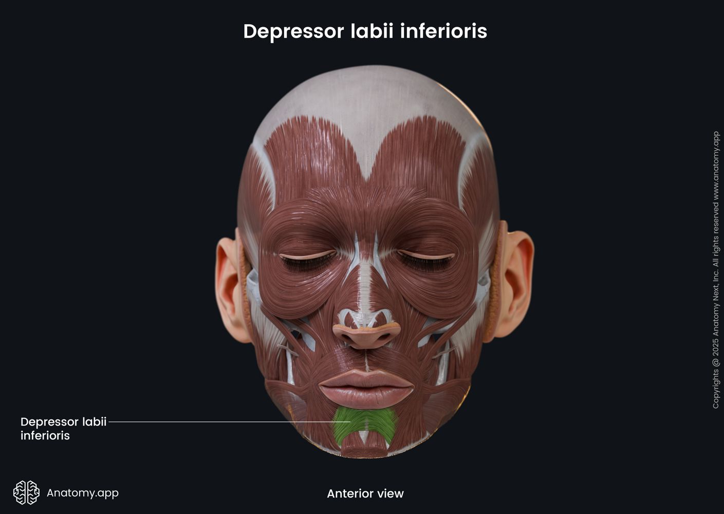Depressor labii inferioris (anterior view) | Anatomy.app