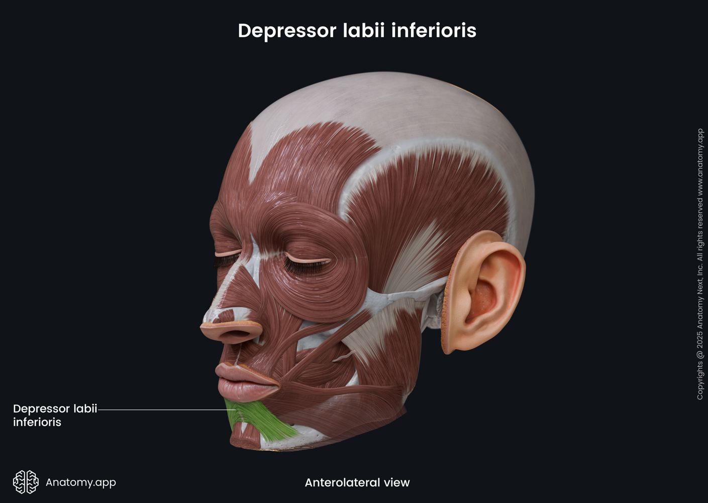 Depressor labii inferioris (anterolateral view) | Anatomy.app