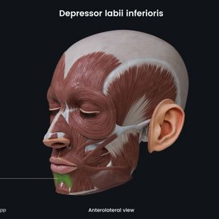 Depressor labii inferioris (anterolateral view) | Anatomy.app