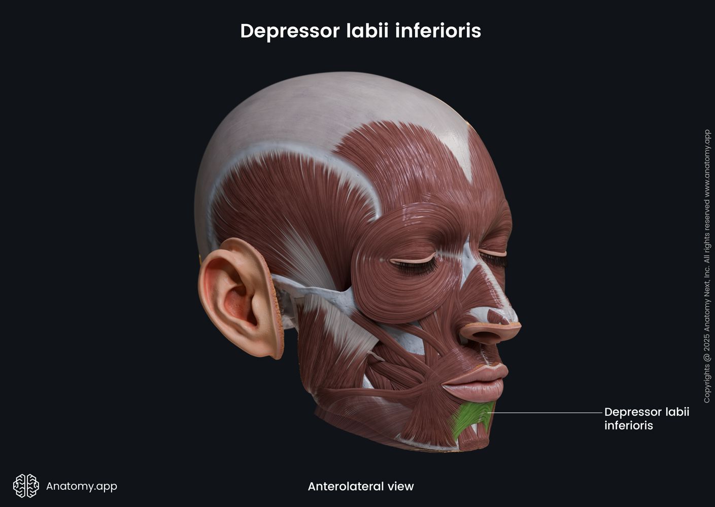 Depressor labii inferioris (anterolateral view) | Anatomy.app