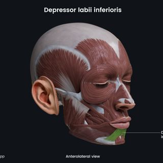Depressor labii inferioris (anterolateral view) | Anatomy.app