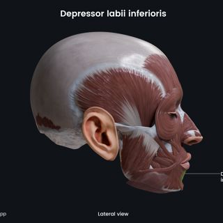 Depressor labii inferioris (anterior view) | Anatomy.app
