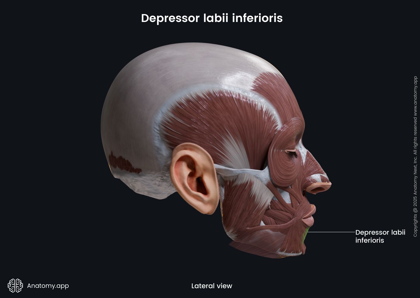 Depressor labii inferioris (lateral view) | Anatomy.app