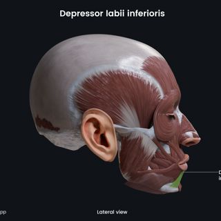 Media Library | Anatomy.app