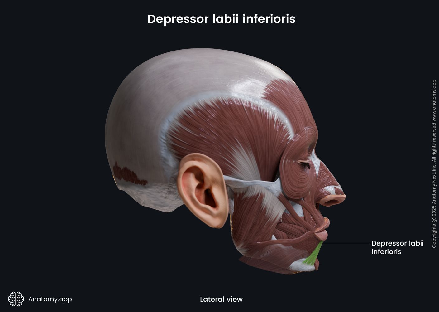 Depressor labii inferioris (lateral view) | Anatomy.app