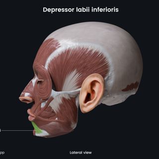 Media Library | Anatomy.app