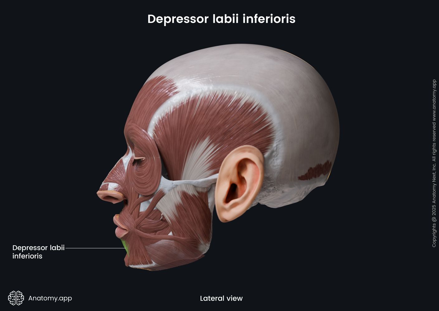 Depressor labii inferioris (lateral view) | Anatomy.app
