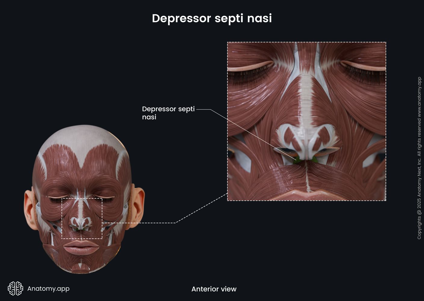 Depressor septi nasi (anterior view) | Anatomy.app