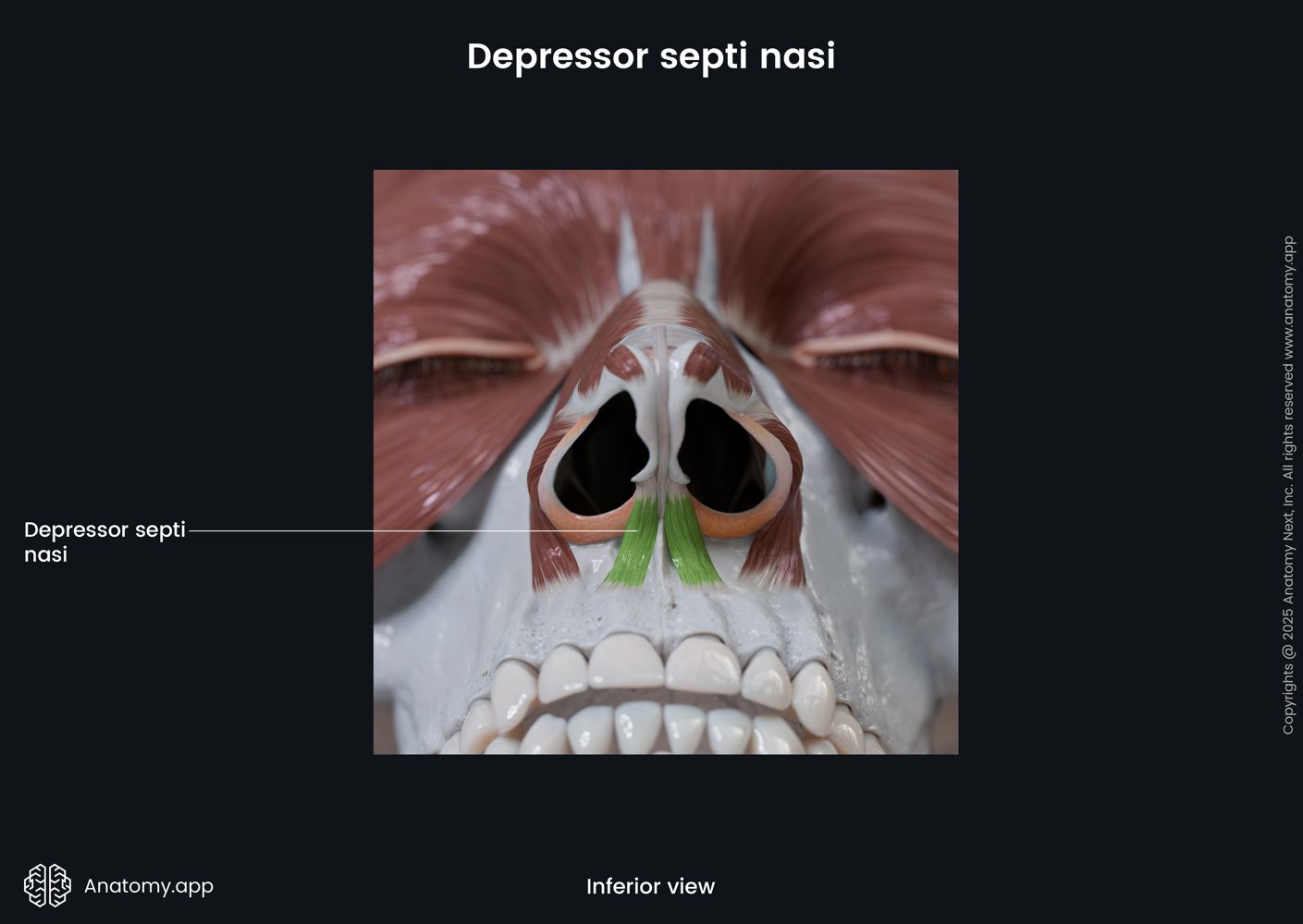 Depressor septi nasi (inferior view) | Anatomy.app