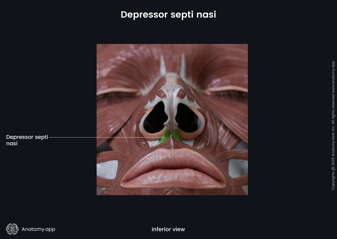 Depressor septi nasi (inferior view) | Anatomy.app