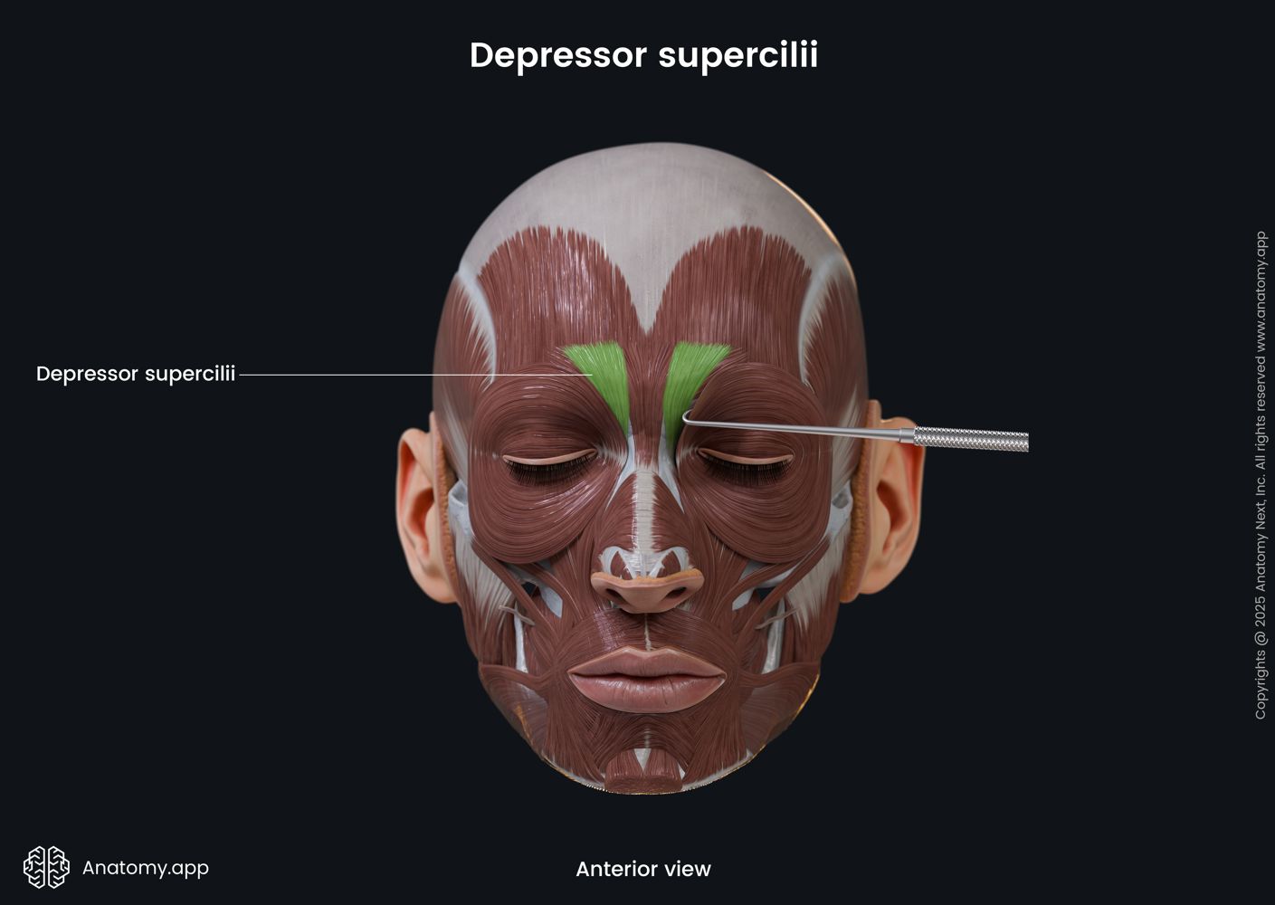 Depressor supercilii (anterior view) | Anatomy.app