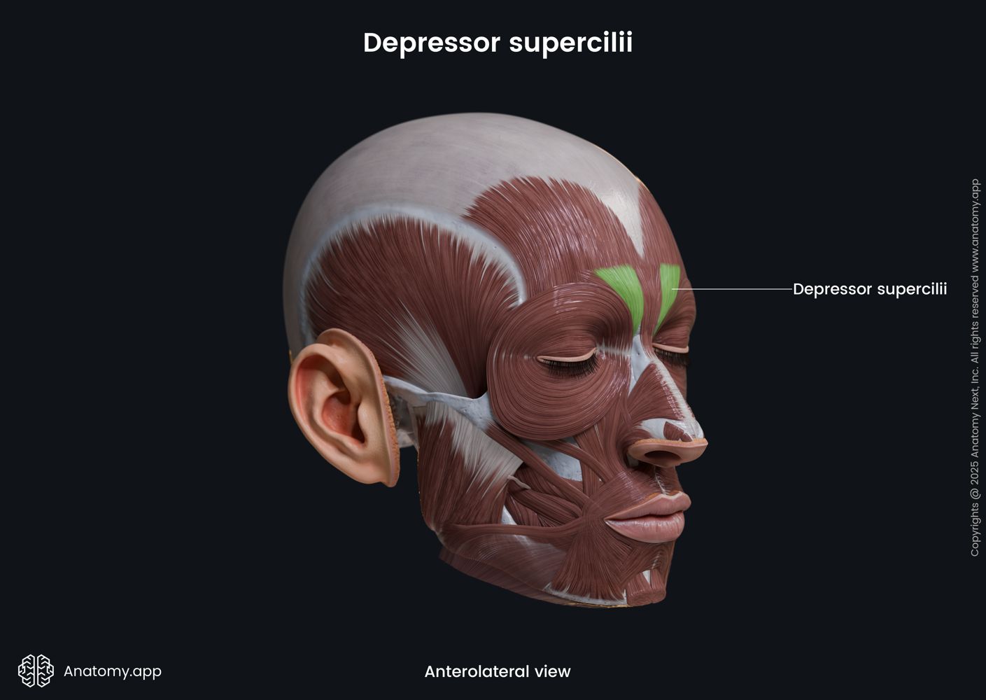 Depressor supercilii (anterolateral view) | Anatomy.app
