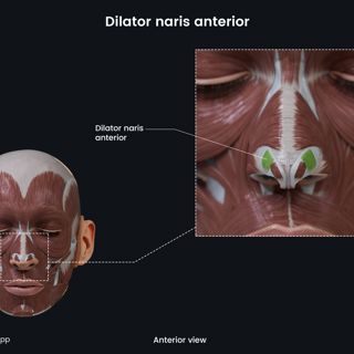 Buccinator (anterolateral view) | Anatomy.app