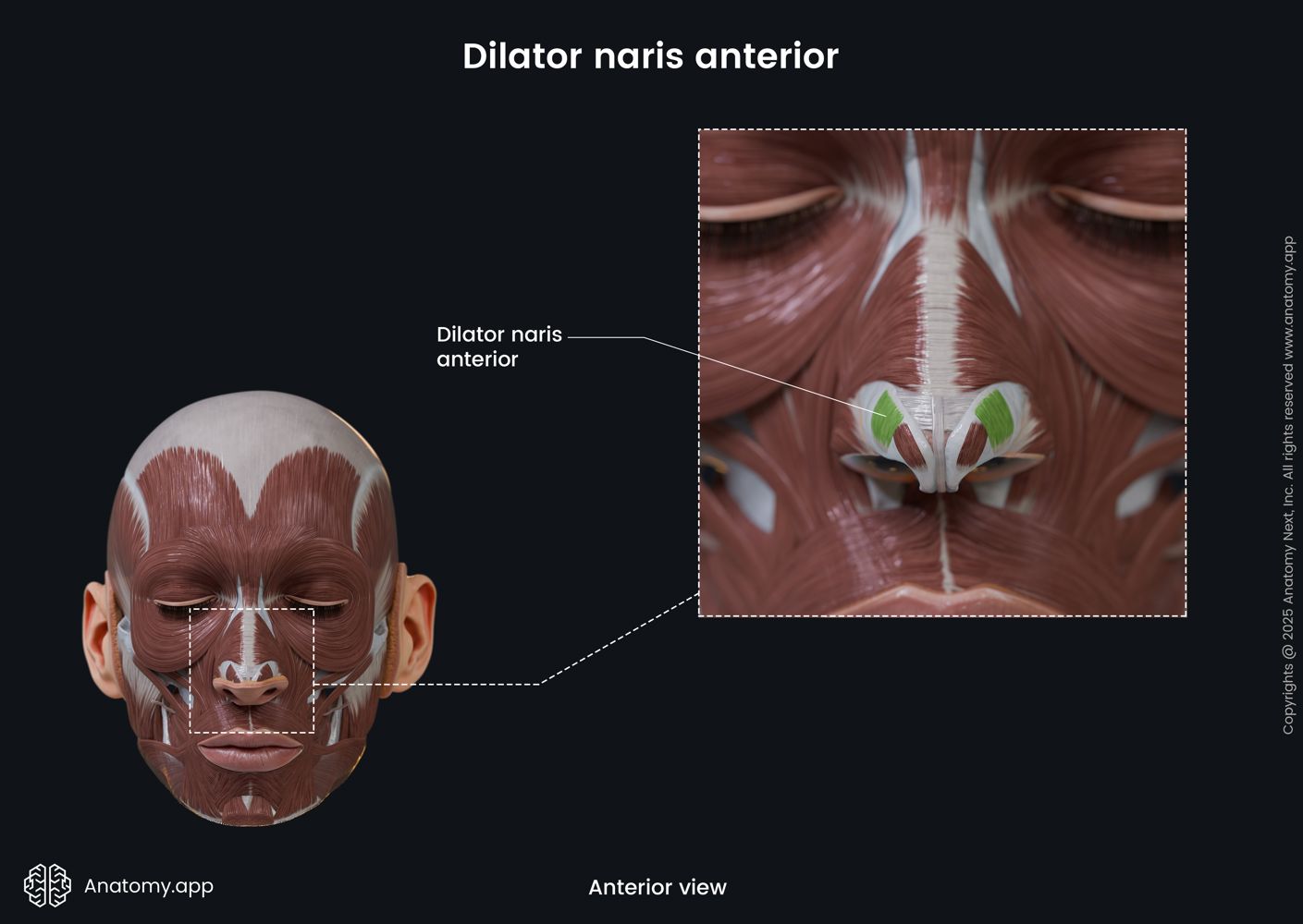 Dilator naris anterior (anterior view) | Anatomy.app