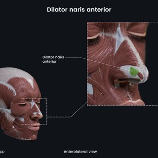 Buccinator (anterolateral view) | Anatomy.app