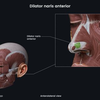 Buccinator (anterolateral view) | Anatomy.app