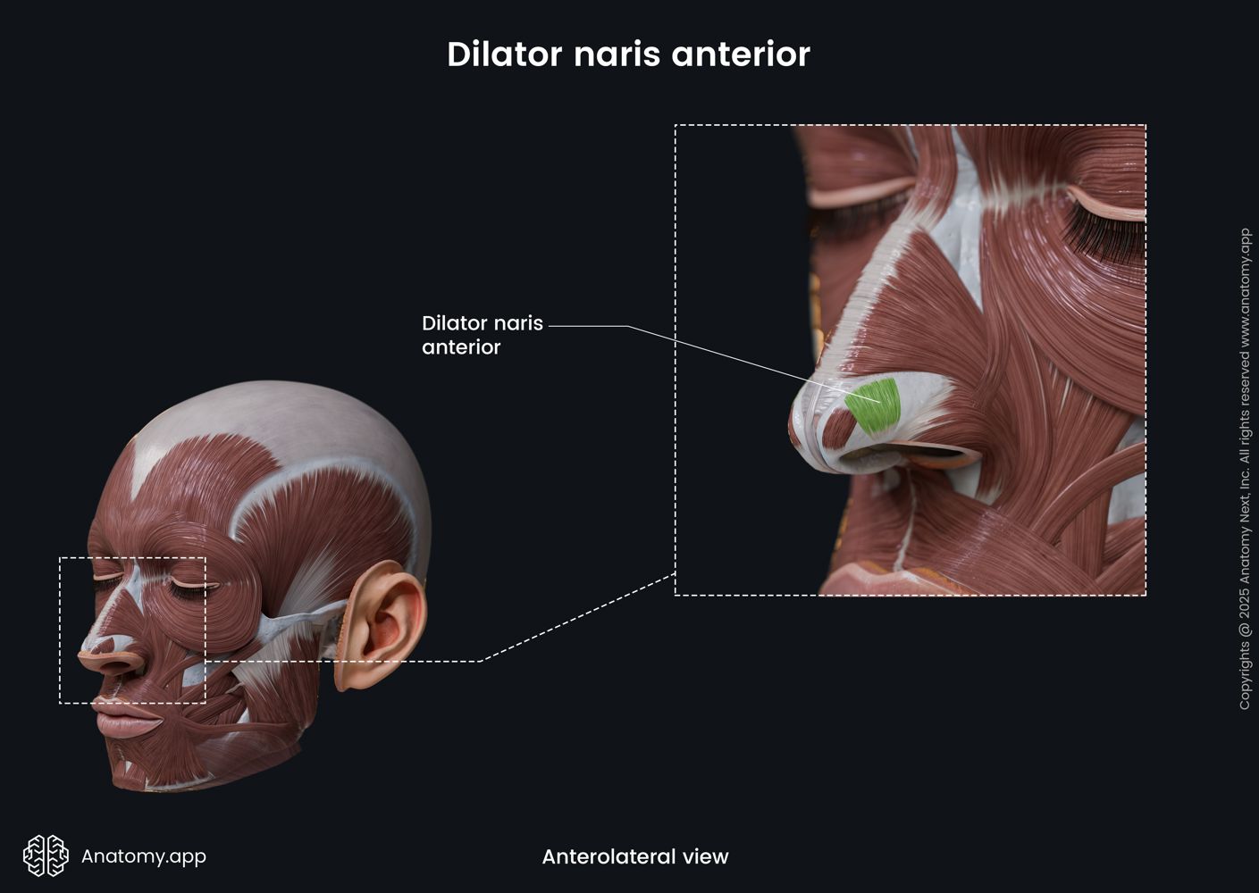 Dilator naris anterior (anterolateral view) | Anatomy.app